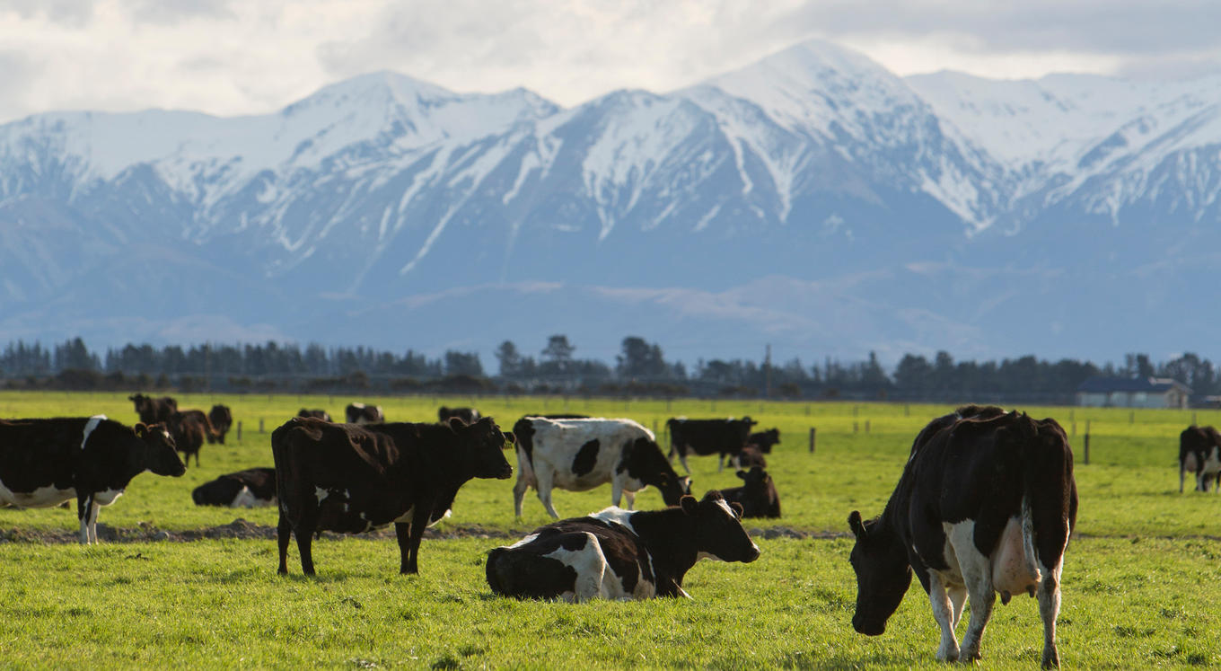 Shortage putting dairy cows at a premium | PGG Wrightson